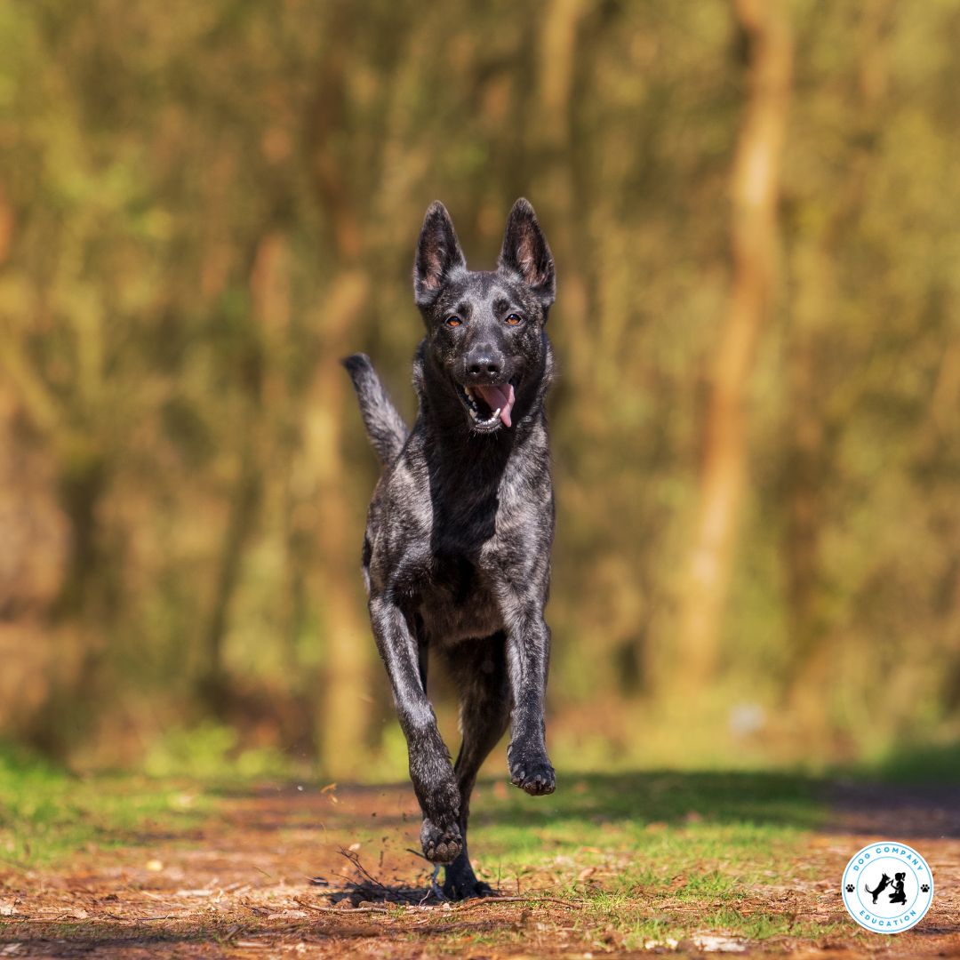 Cours rappel chien - Dog company